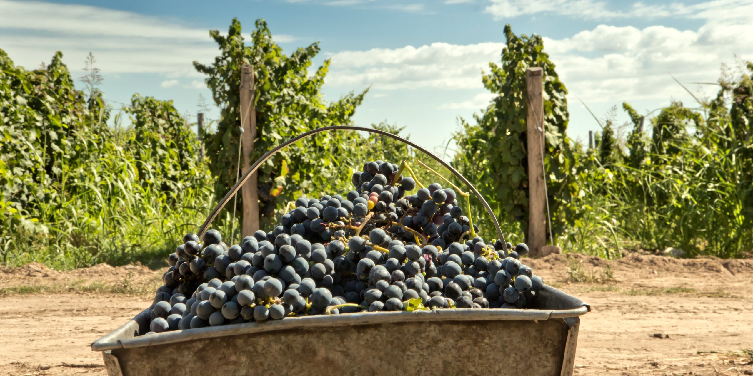 Greece's Grape Harvest Highlights | Greece Insiders