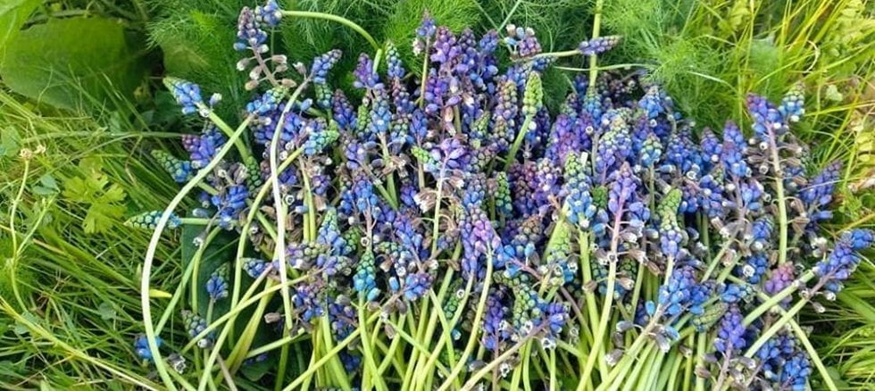 Strange Traditional Greek Dishes | Greece Insiders