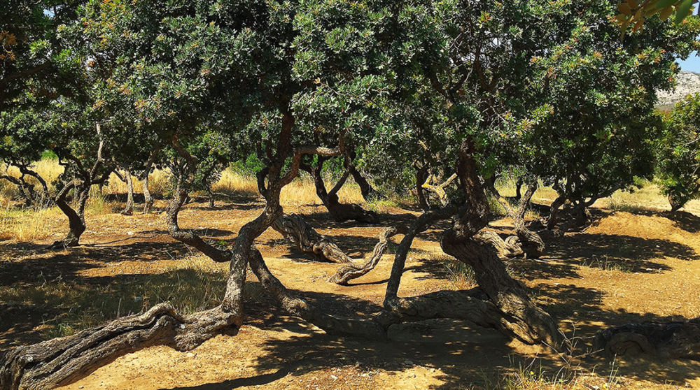 Mastic; Greek Magical Tree Tears - Greece Insiders